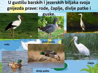 Biljke i životinje naših voda | PPTX