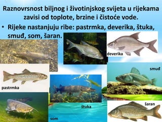 Biljke i životinje naših voda | PPTX