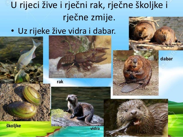 Biljke i životinje naših voda