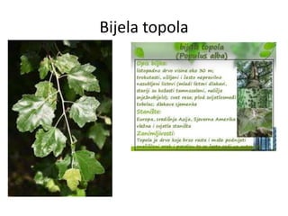 Biljke i životinje uz obalu tekućica.pptx