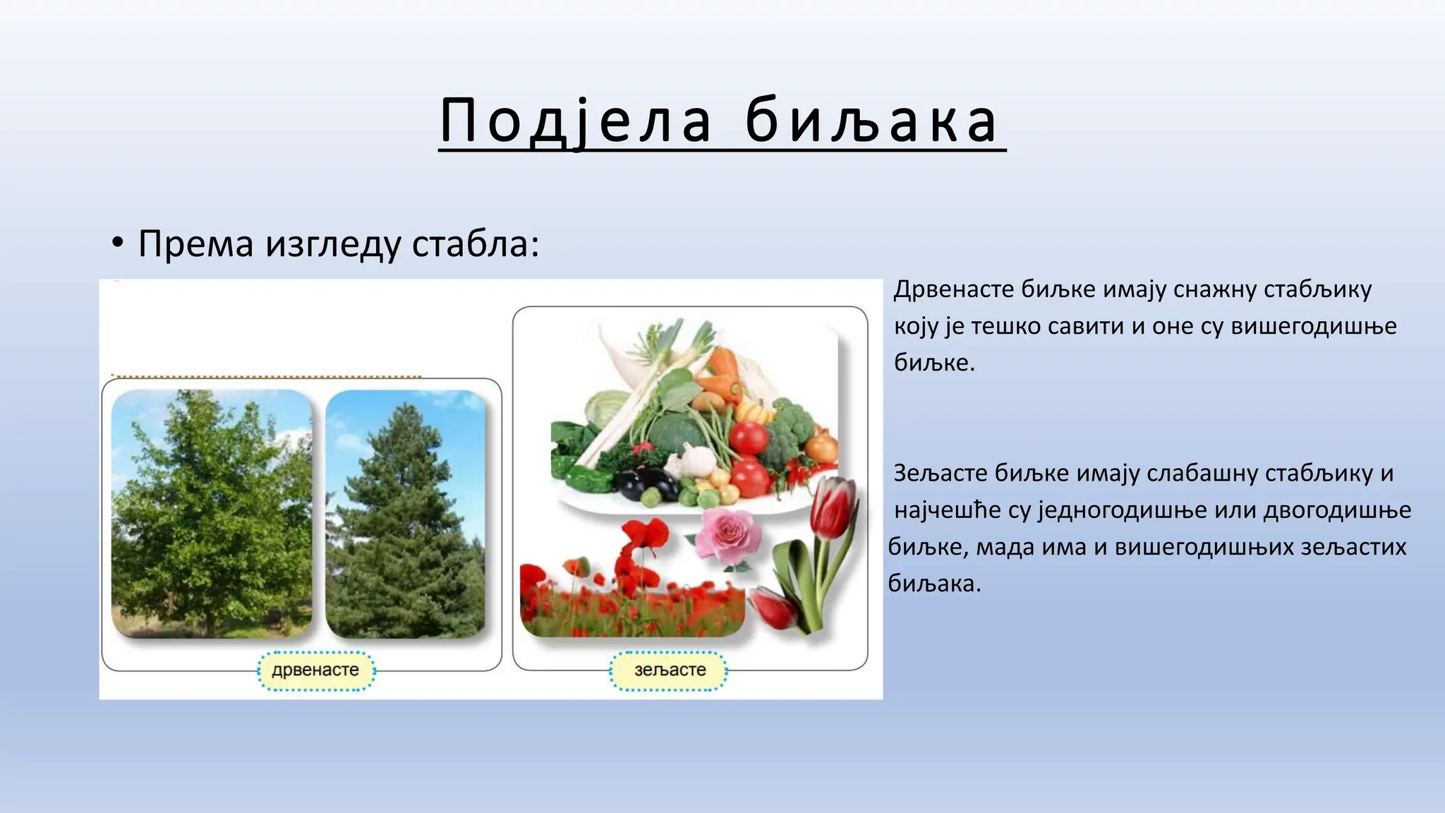 Osnovne karakteristike biljnog svijeta IV razred | PPT