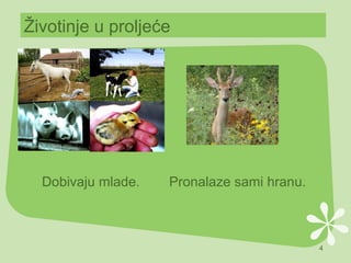 Biljke zivotinjeljudu proljece1mb2rsanny | PPT