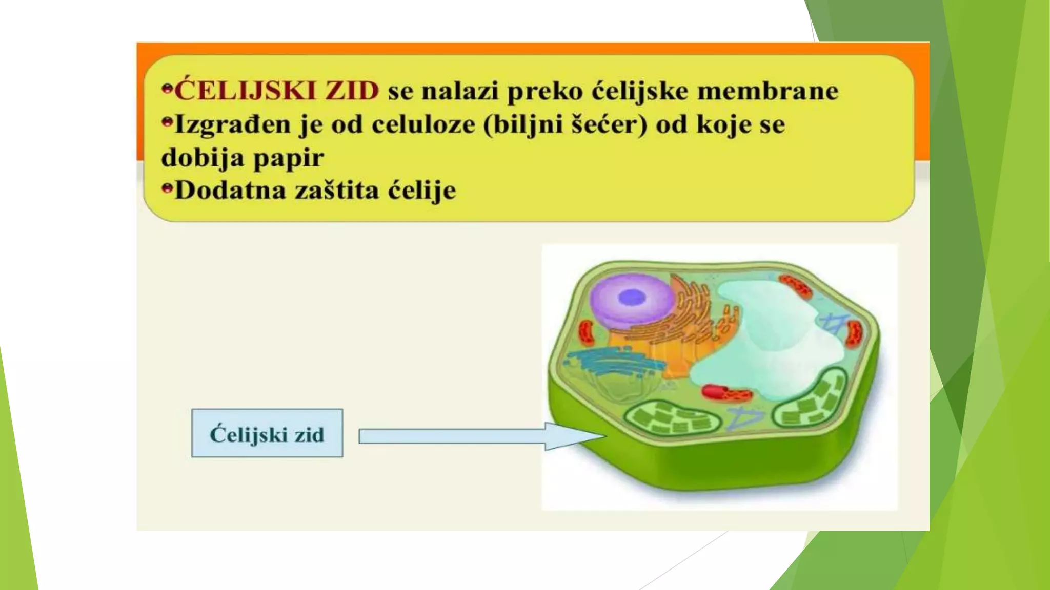 BILJNA ĆELIJA- STANICA.pptx