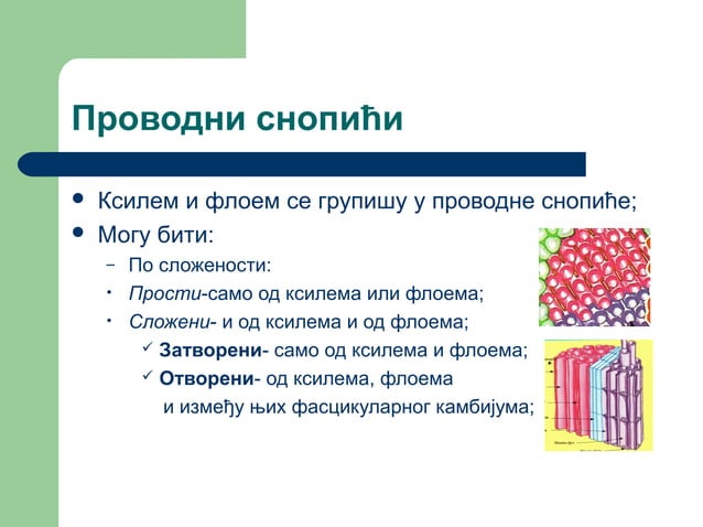 Биљна ткива | PPT