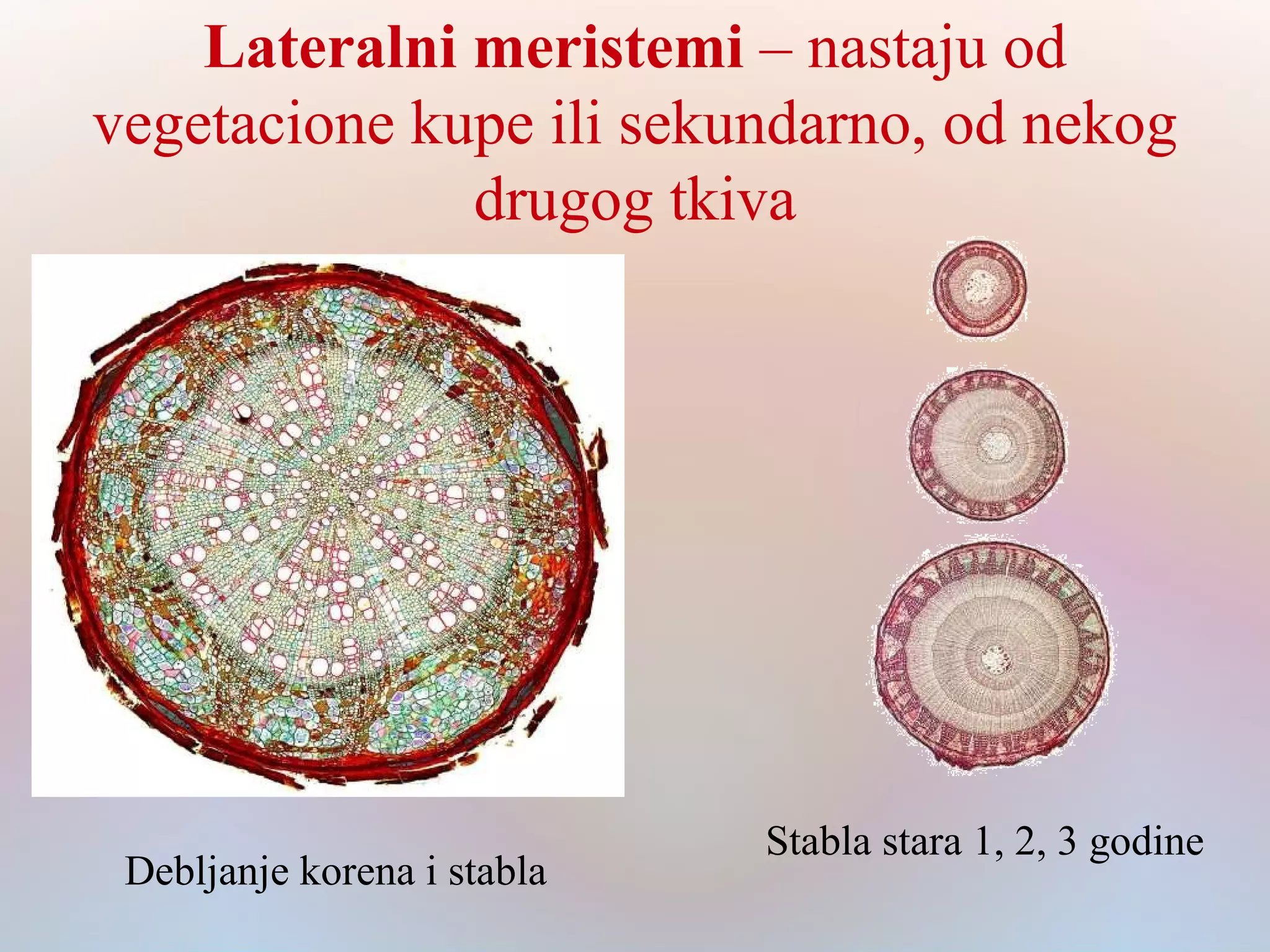 Biljna tkiva | PPT