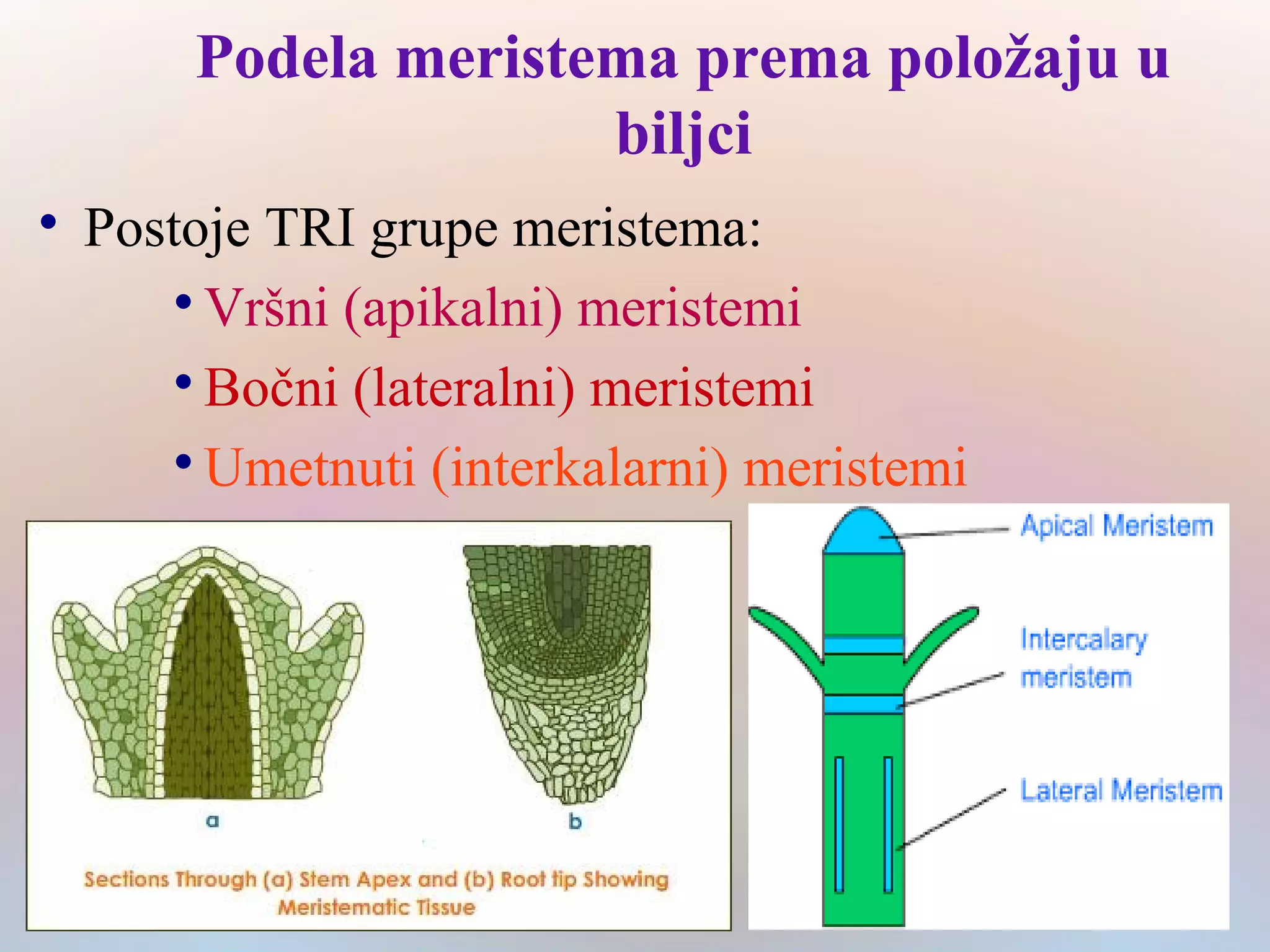 Biljna tkiva | PPT