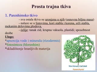 Biljna tkiva | PPT