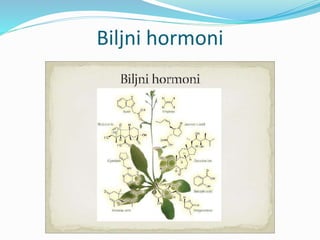 Biljni hormoni.pptx