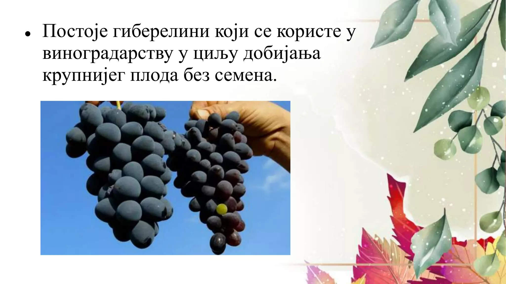 Biljni hormoni.ppt