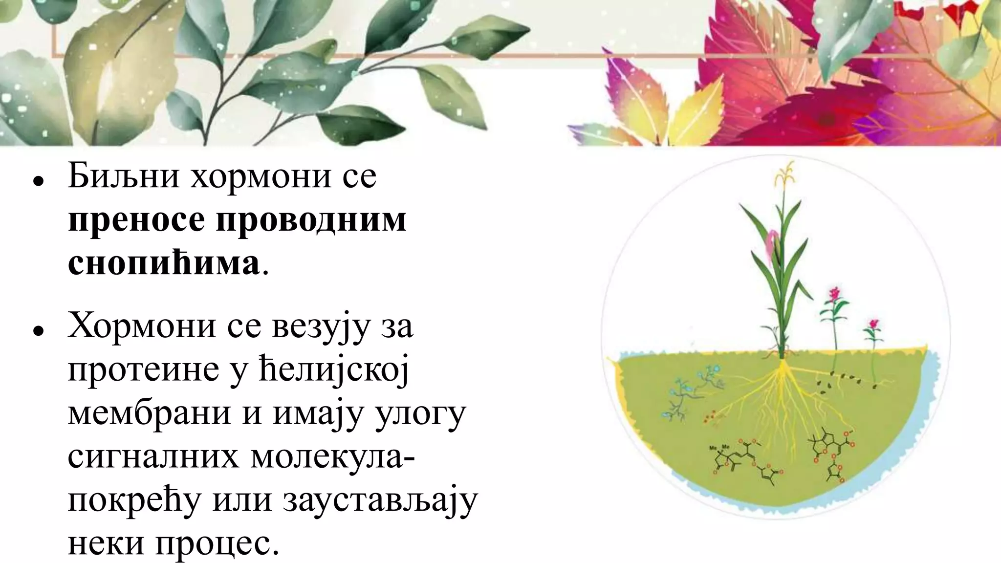 Biljni hormoni.ppt