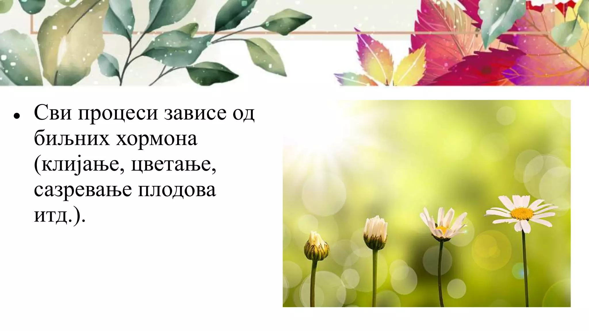 Biljni hormoni.ppt