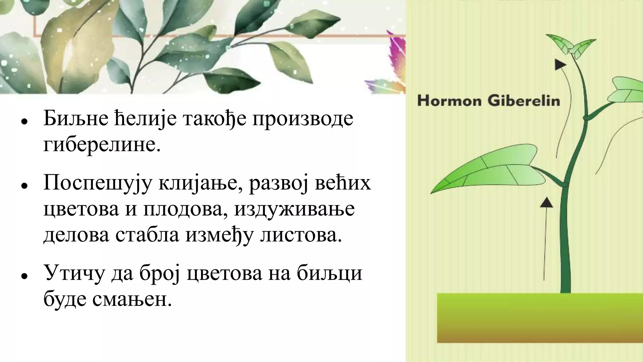Biljni hormoni.ppt