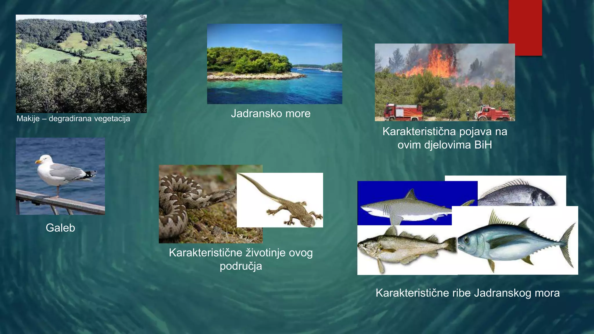 Biljni i životinjski svijet BiH | PPTX