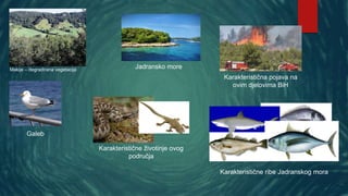 Biljni i životinjski svijet BiH | PPTX