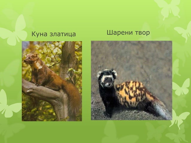 Biljni I Zivotinjski Svet Ppt
