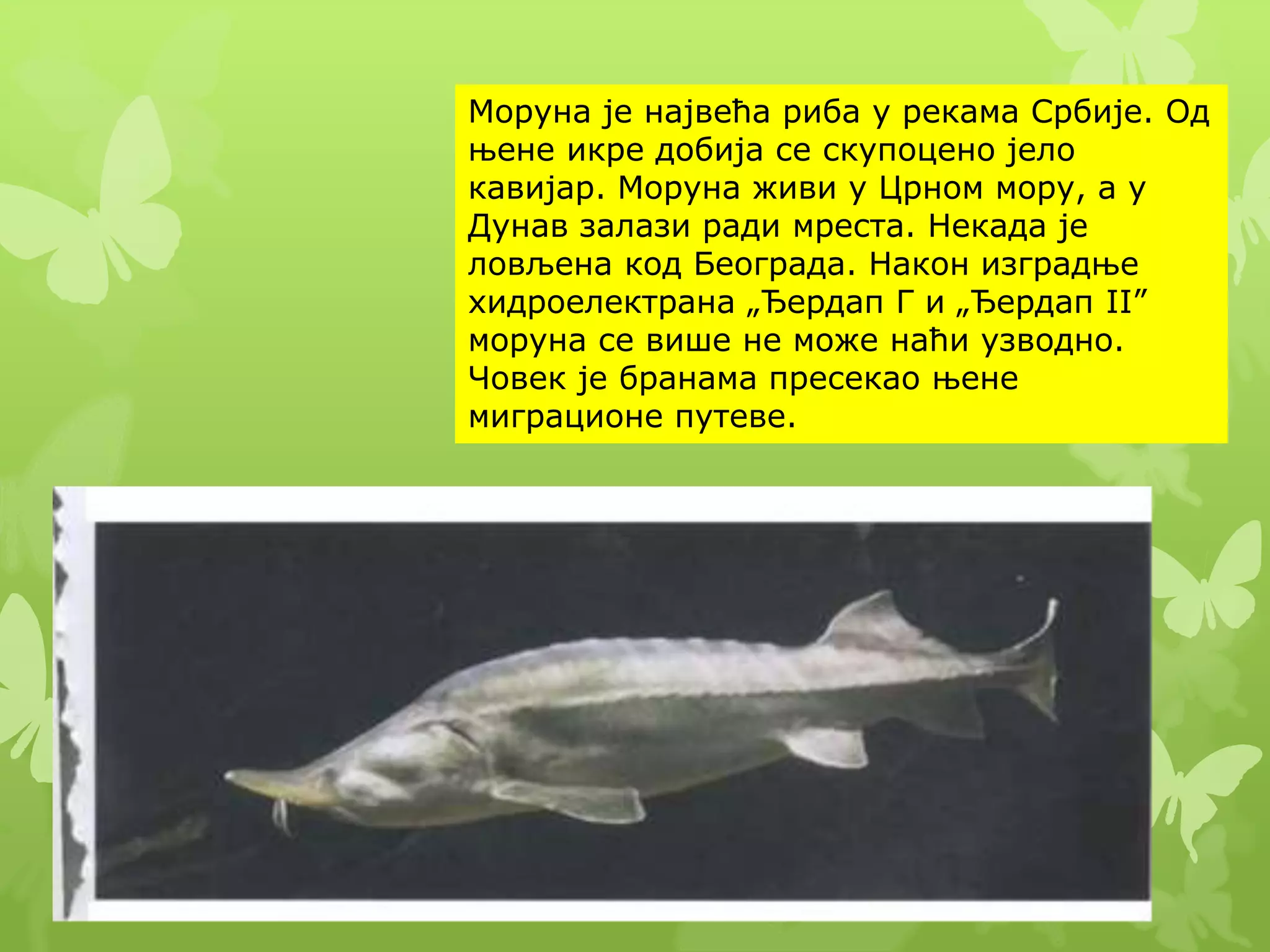 Biljni i zivotinjski svet | PPTX