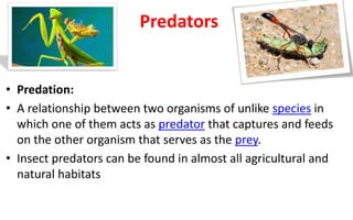 larval predators as biological control.pptx