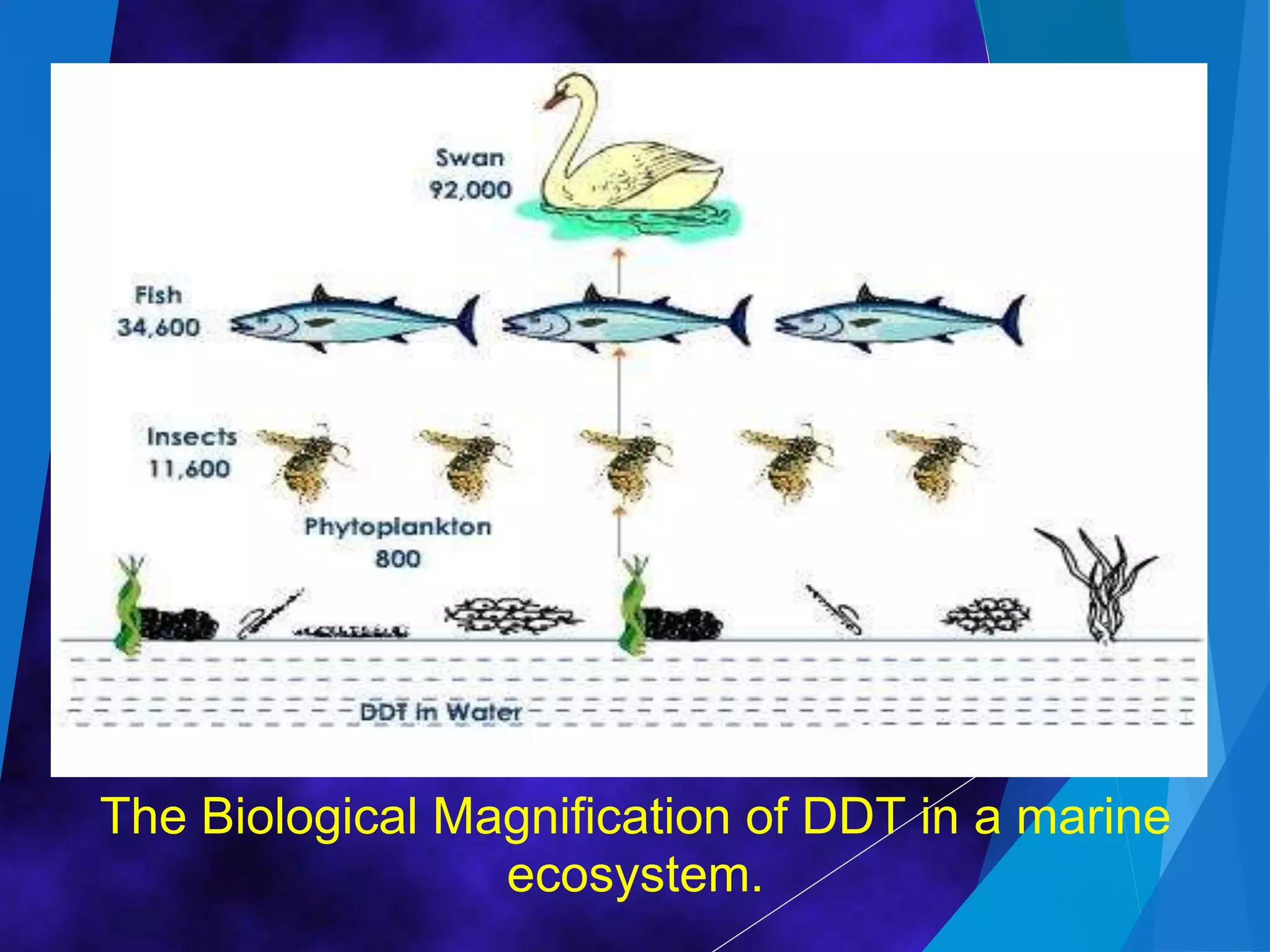 Bilogical magnification | PPTX