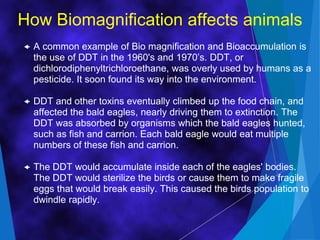 Biomagnification Humans