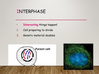 Second quarter Bilogy Mitosis and Meiosis .ppt