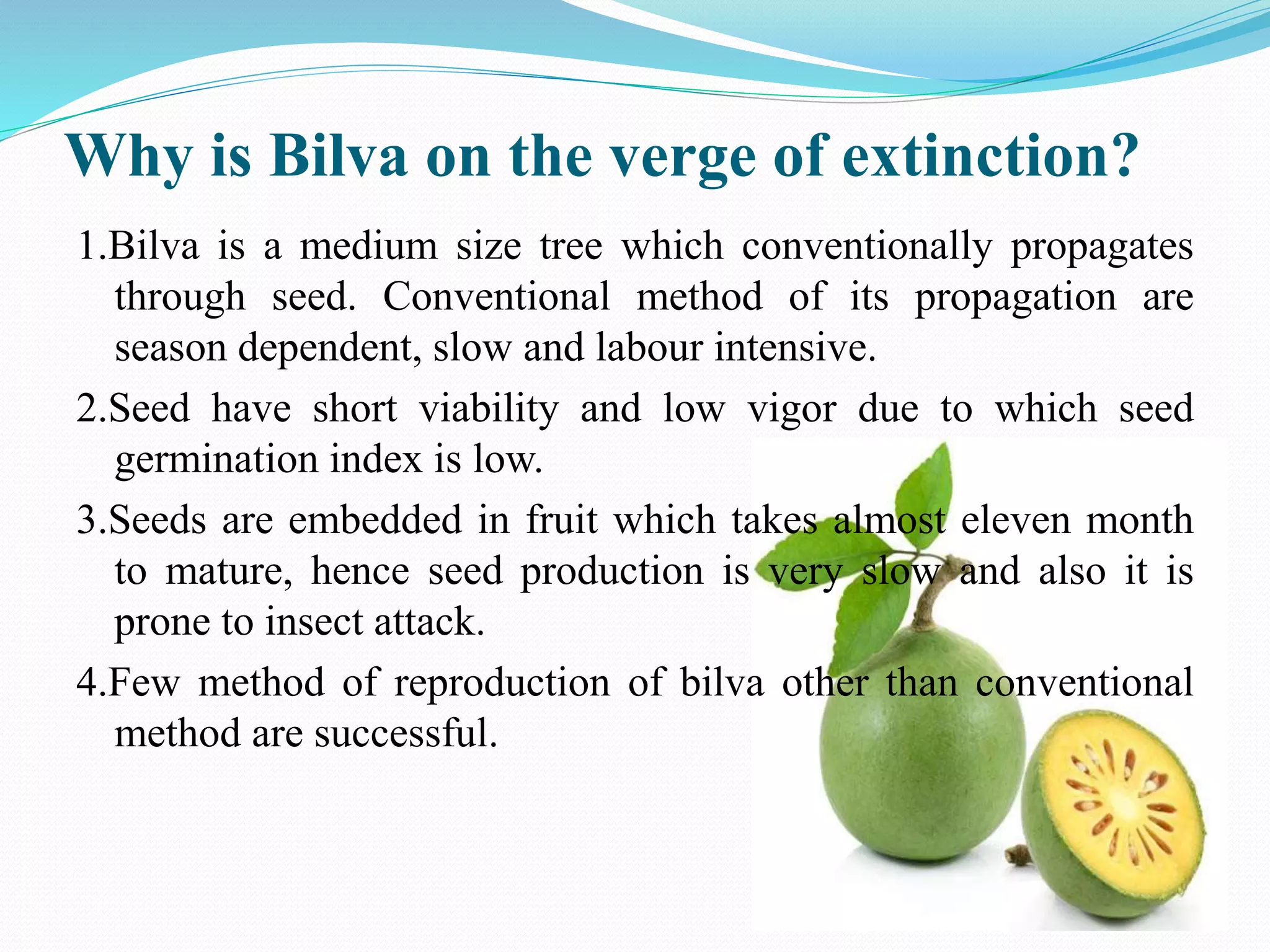 Bilva conservation and propagation | PPTX
