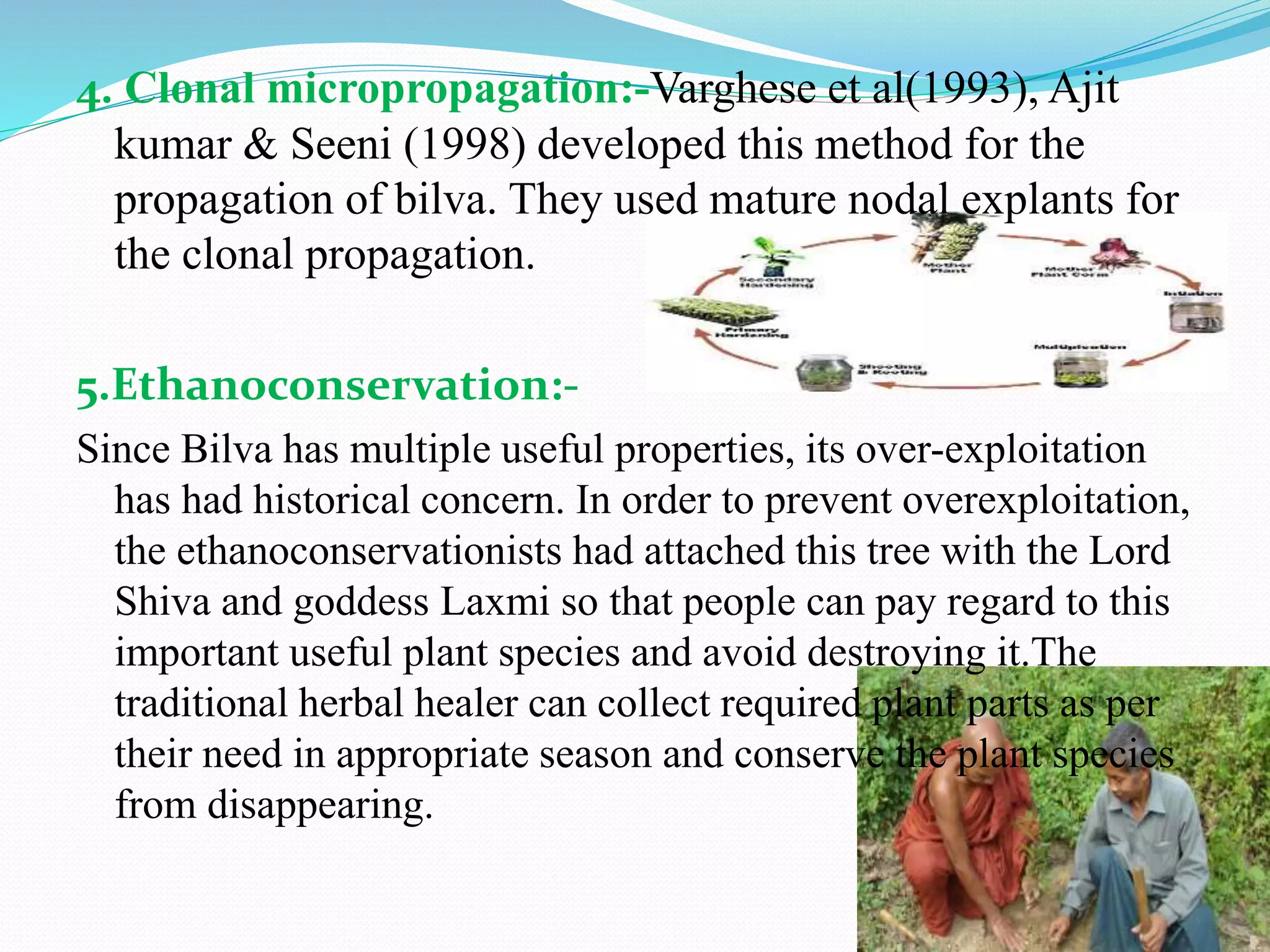 Bilva conservation and propagation | PPTX