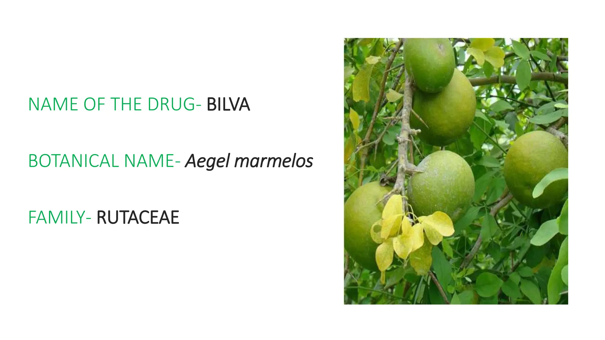 Bilva (aegle marmelos) its characterstics, usage and indications | PPTX