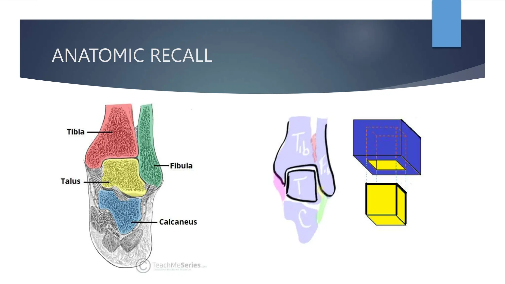 BIMALLEOLAR FRACTURES mechanism and anapath.pptx