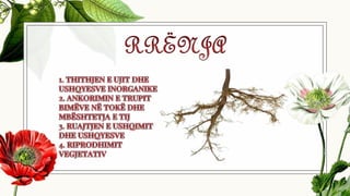 Bima, Fotosinteza , Pjeset e bimes, funksionet | PPTX