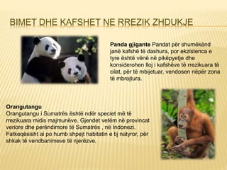 Bimet dhe kafshet ne rrezik zhdukje | PPTX