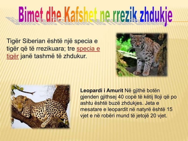 Bimet dhe kafshet ne rrezik zhdukje | PPTX