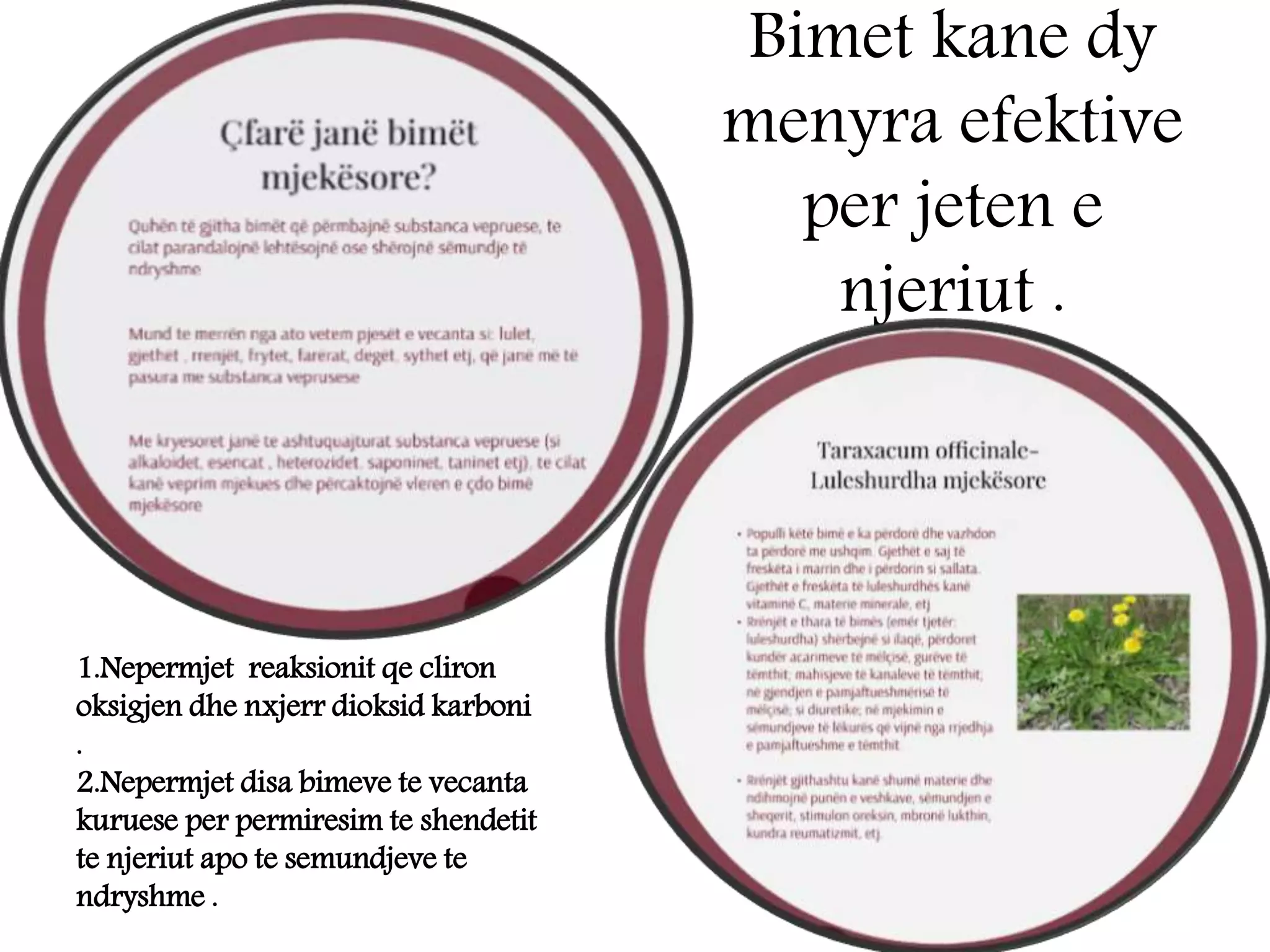 Bimet dhe rendesia e tyre | PPTX