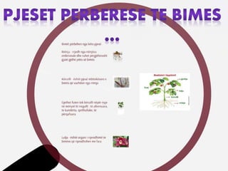 Bimet dhe rendesia e tyre | PPTX