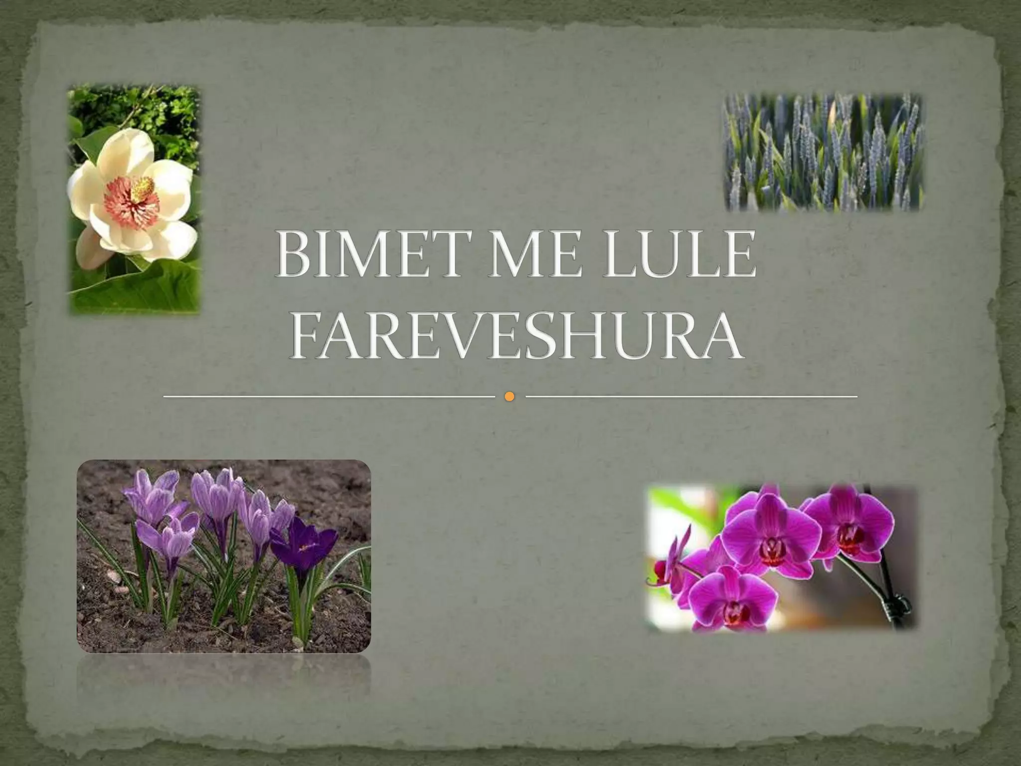 Bimet fareveshura 1`Pamela Tanku shkolla "Albanet" klasa VIII | PPTX