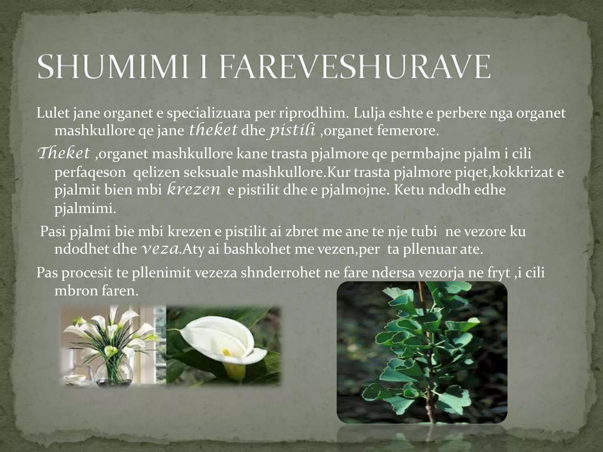 Bimet fareveshura 1`Pamela Tanku shkolla "Albanet" klasa VIII | PPTX