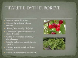 Bimet fareveshura 1`Pamela Tanku shkolla "Albanet" klasa VIII | PPT