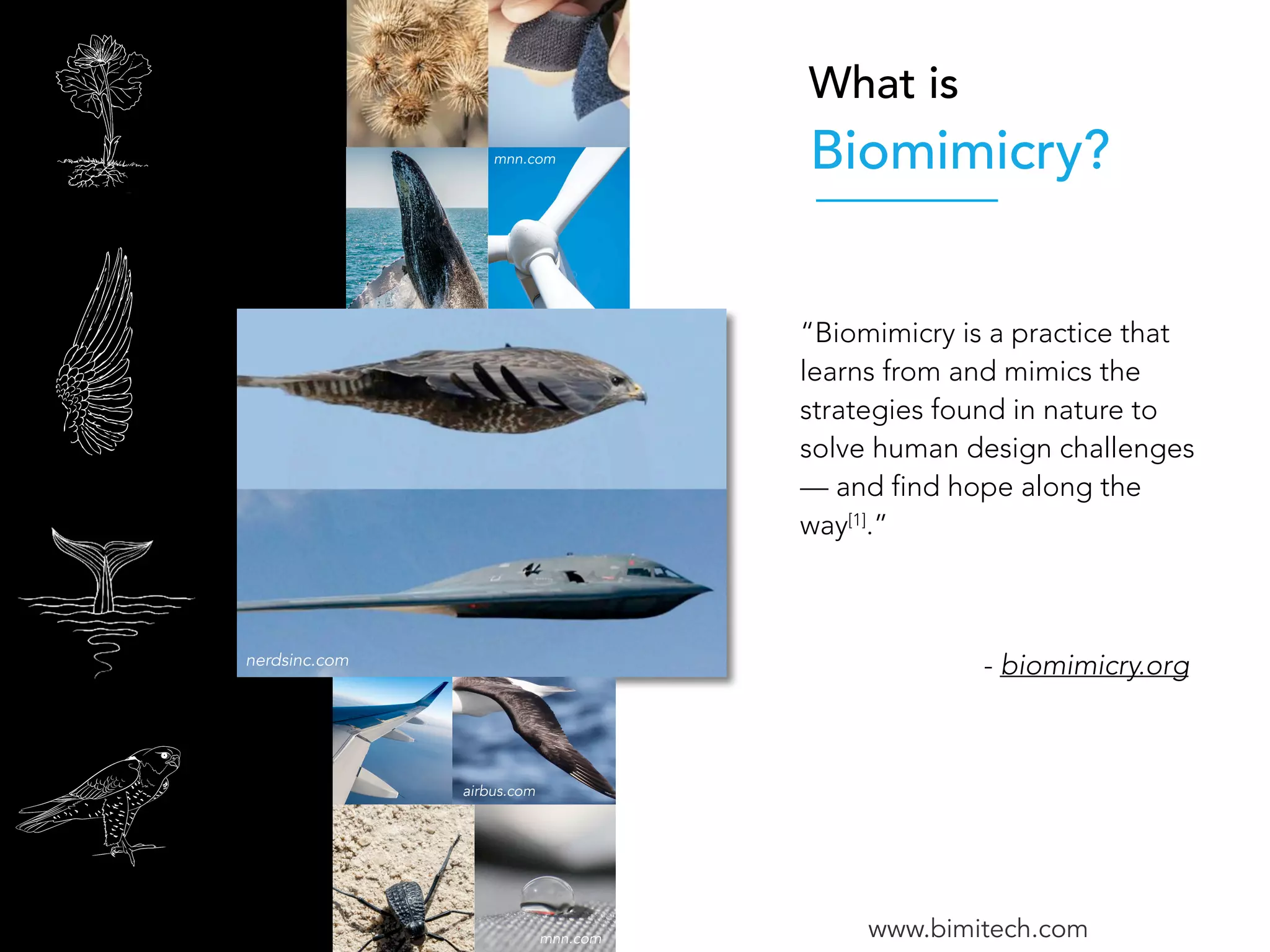 Biomimicry in Action - Innovation in Cooling Technologies | PPT