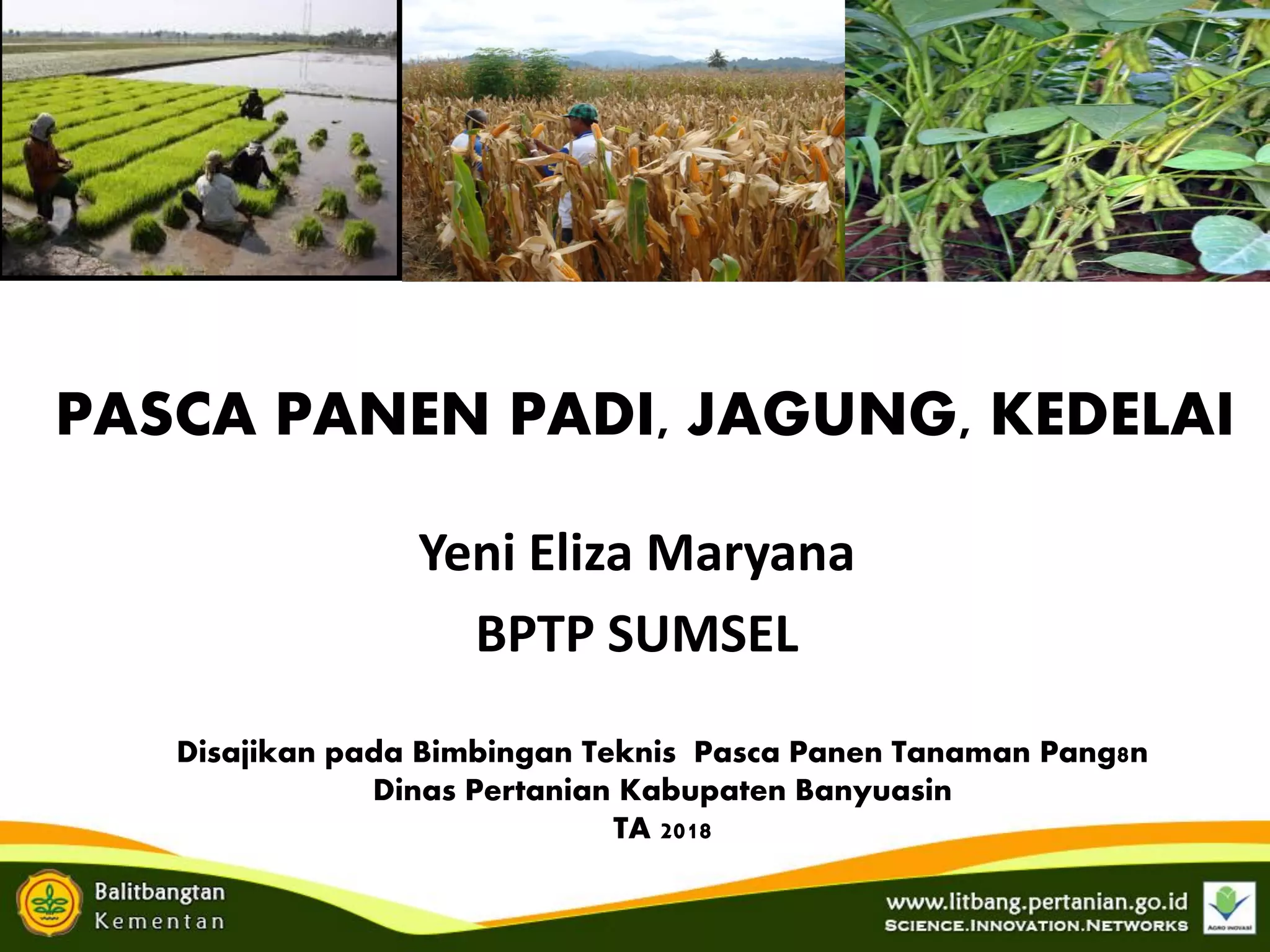Bimtek pasca panen tp banyuasin 2018 | PDF