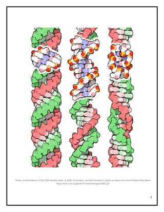 Forms of DNA | PDF