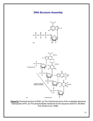 Forms of DNA | PDF