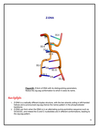 Forms of DNA | PDF