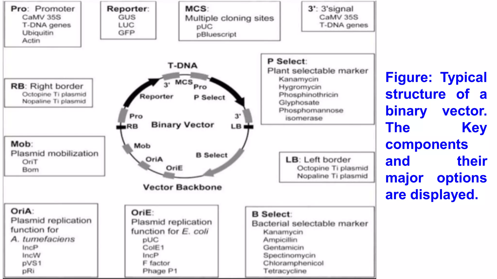 Binary_and_Shuttle_Vectors__1_.pdf