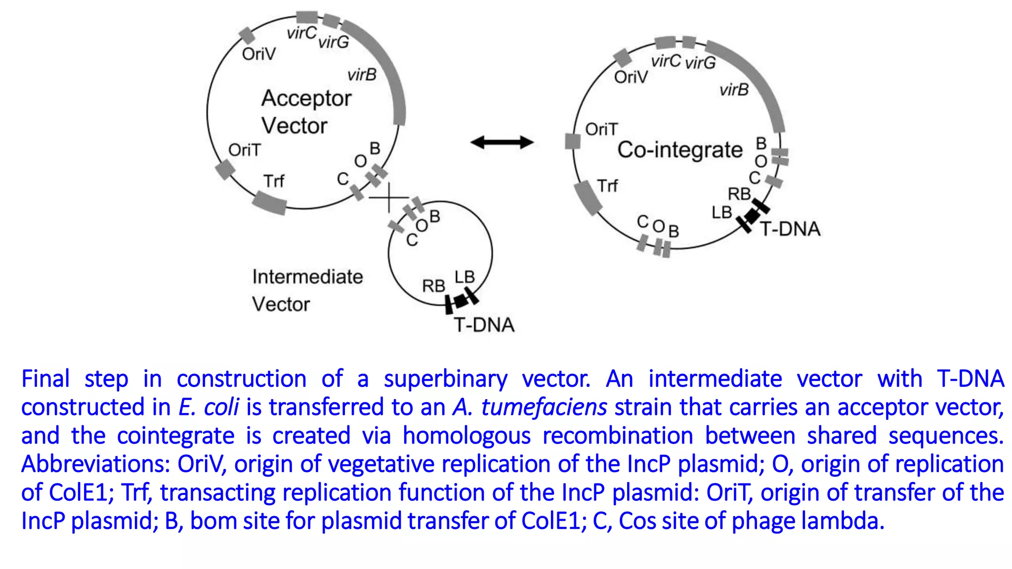 Binary_and_Shuttle_Vectors__1_.pdf