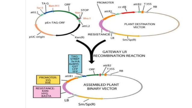 Binary_and_Shuttle_Vectors__1_.pdf