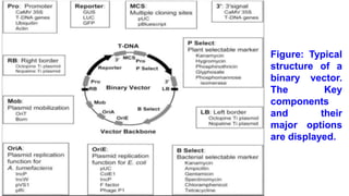 Binary_and_Shuttle_Vectors__1_.pdf