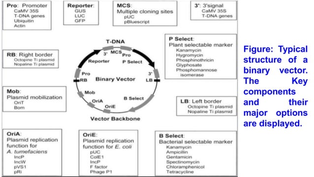 Binary_and_Shuttle_Vectors__1_.pdf