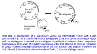 Binary_and_Shuttle_Vectors__1_.pdf
