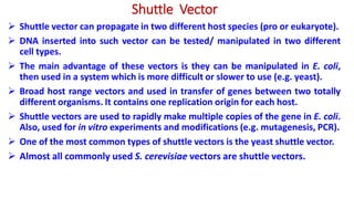 Binary_and_Shuttle_Vectors__1_.pdf