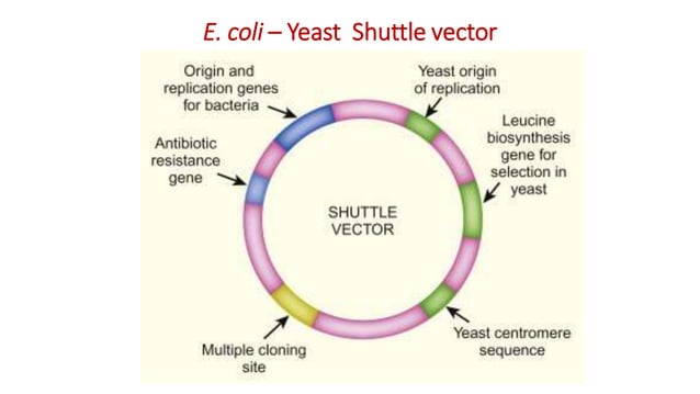 Binary_and_Shuttle_Vectors__1_.pdf
