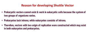Binary_and_Shuttle_Vectors__1_.pdf